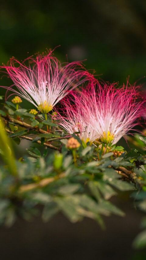 Bobinsana - Yoga met Lot